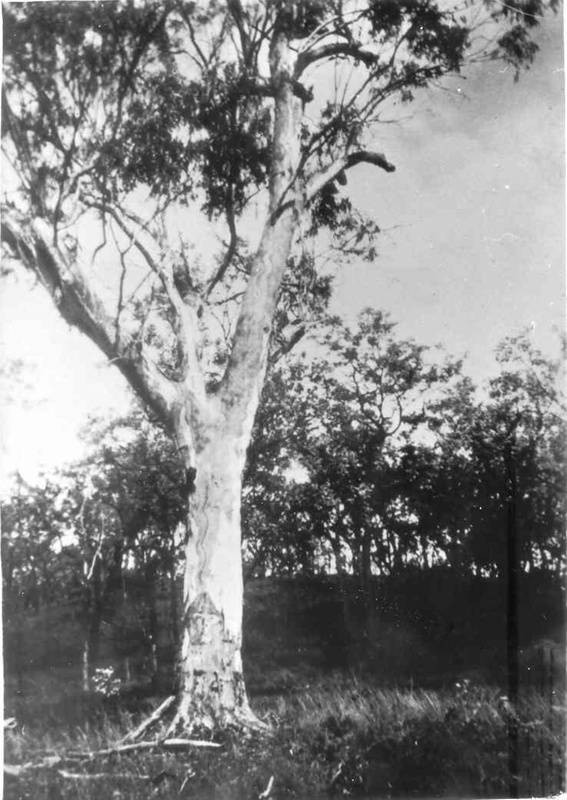 BP.54 Murder Tree - Mt. Moffatt, Mitchell; 1944-45; BP.54 | eHive