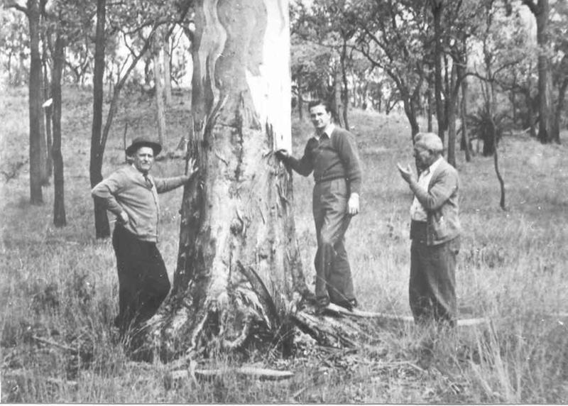 BP.58 Murder Tree 2, Mt. Moffat, Mitchell; Sept. 1948; BP.58 | eHive