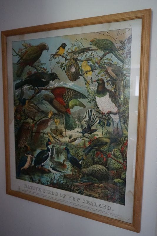 Poster: Native Birds of New Zealand; 1995.91 | eHive