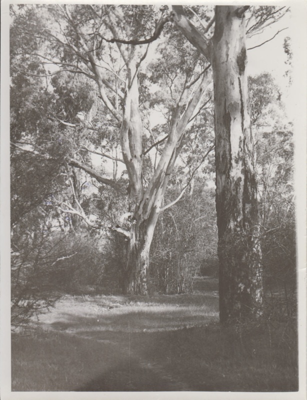 Hawthorndene Reserve; 1963; P01664WI | eHive
