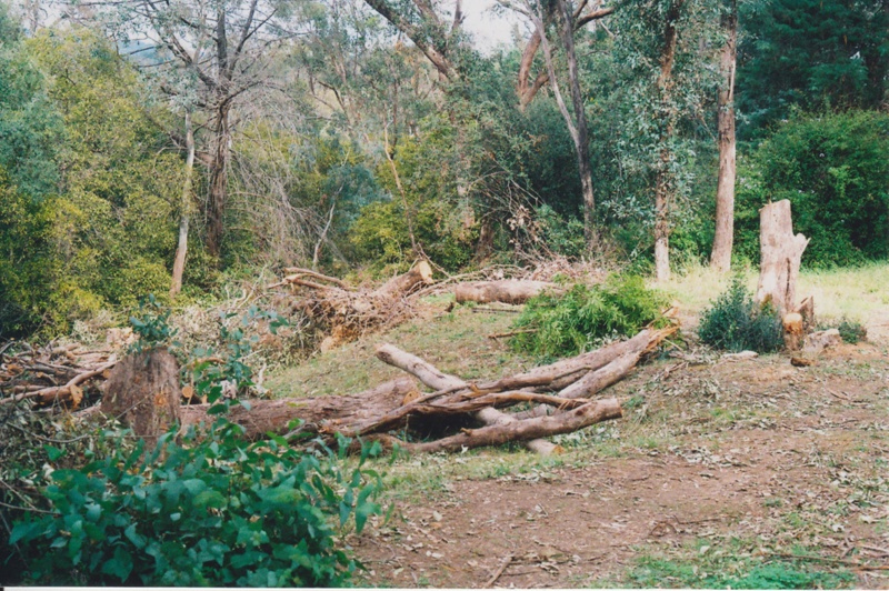 Hawthorndene park trees; 18/05/2011; P01619 | eHive