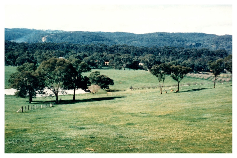 Hannaford's paddock, Belair from Pinera Station; 1960 ca; P00344 | eHive