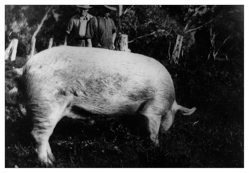 ‘Northfield Jack’ (Pig), Tuberculosis Sanatorium. Bedford Park ...