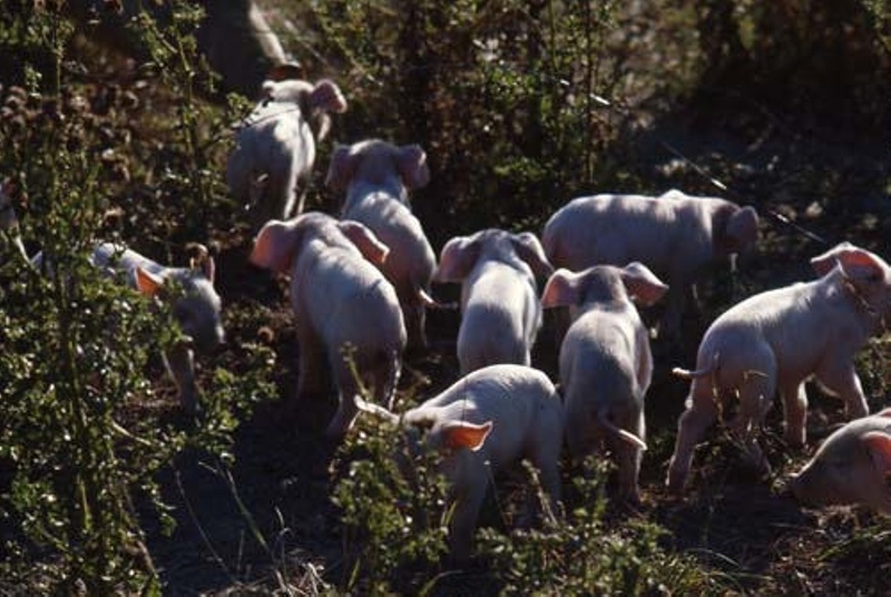 Peter Wright’s father built a piggery to farrow, feed and fatten pigs; DHS-123... | eHive