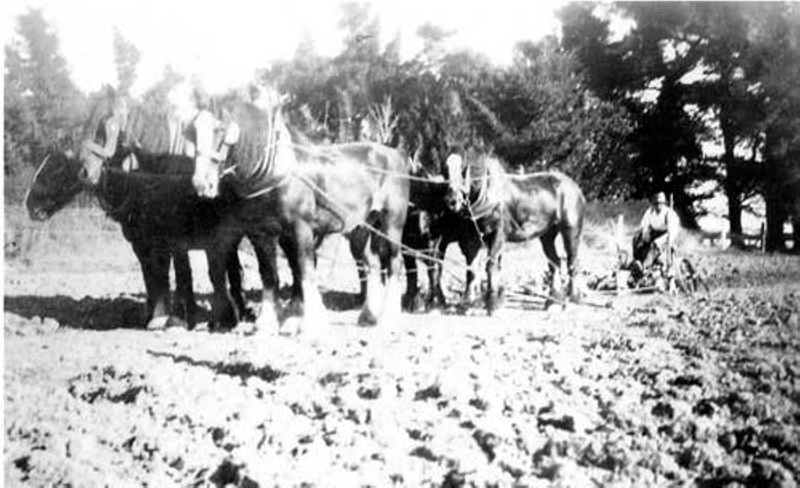 ca 1934 Greendale Arthur Burrows Six team horses ex Ralph Burrows; DHS ...