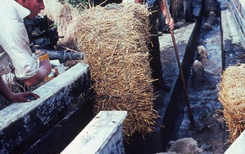 Plunge dipping ewes at ‘Pine Grove’ early 1960’s. In the past ‘Pine ...