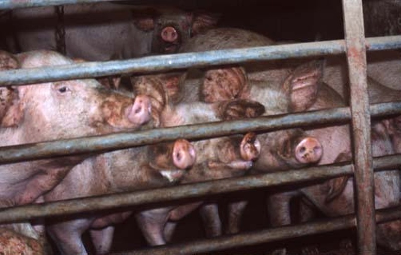 pigs; DHS-1234 | eHive