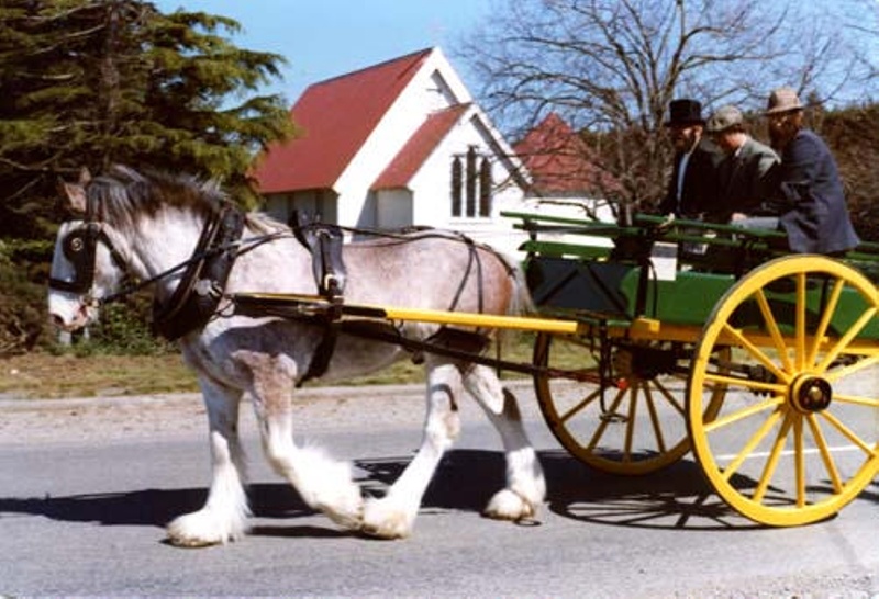 M-C20 Clydesdale & spring cart owned by Jack Stevens NgNo 341-20; DHS ...