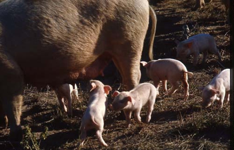 pigs ; DHS-1233 | eHive