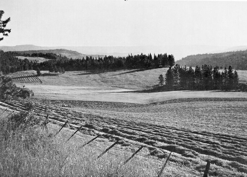 Swathing Hay; 1977 | eHive