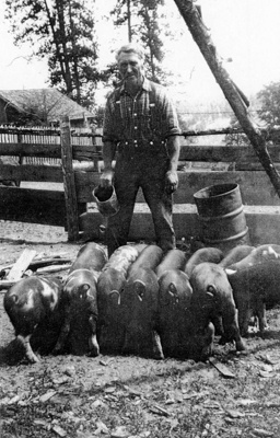 Hogs On the Homestead; First Half of 1900s | eHive