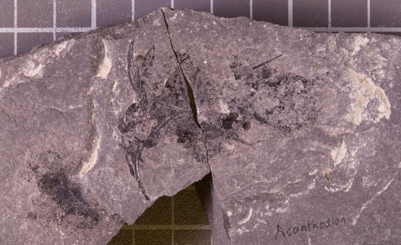 Fossil fish - Diplacanthus striatus; Hill of Cruaday Quarry, Orkney ...