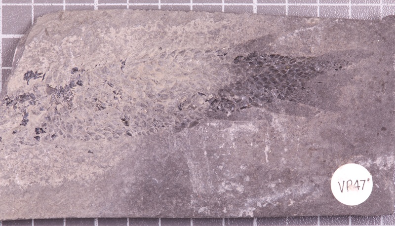 Fossil fish - Osteolepis macrolepidotus; Hill of Cruaday Quarry, Orkney ...
