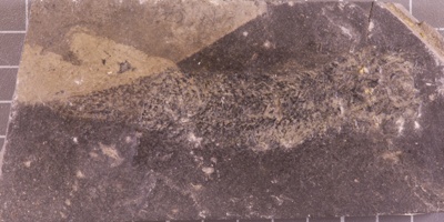 Fossil fish - Dipterus valenciennesi; From a ditch at North Calder Farm ...
