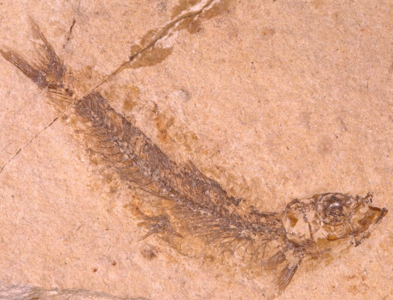 Fossil fish - Clupea harengus - Atlantic herring; Monte Bolca, Verona ...