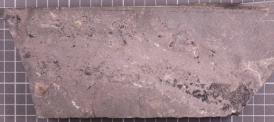 Fossil fish - Gyroptychius agassizi; Hill of Cruaday, Orkney; CHS.2021. ...