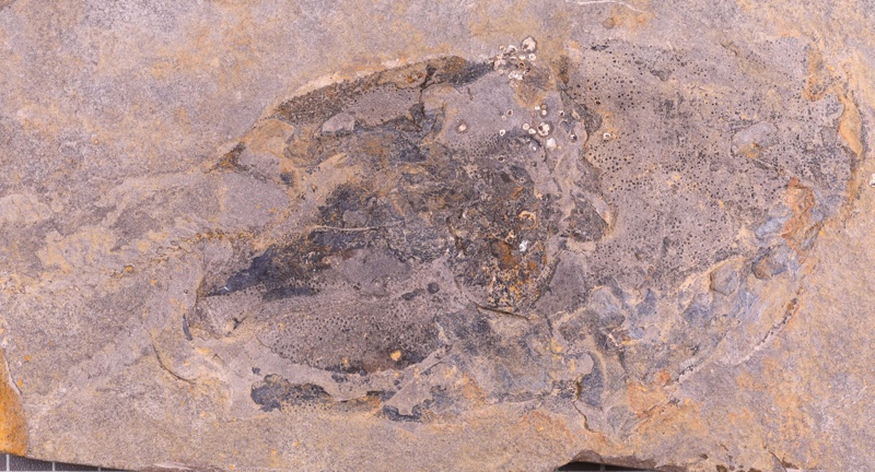 Fossil fish - Coccosteus cuspidatus; Achanarras Quarry; CHS.2021.00226 ...