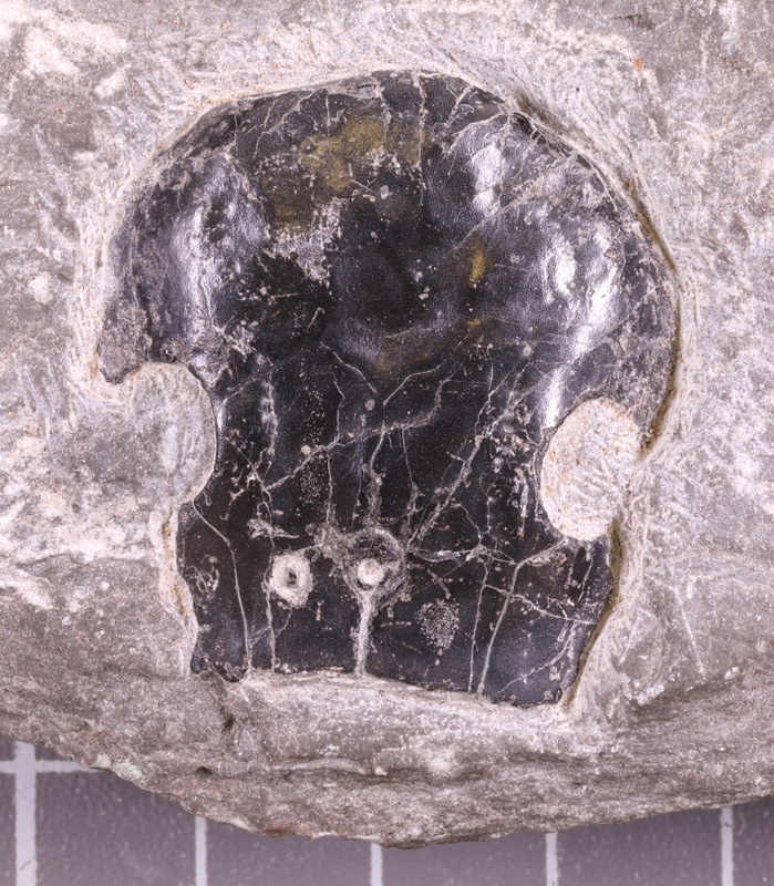 Fossil fish - Gyroptychius milleri; Thurso East shore; CHS.2021.00023 ...