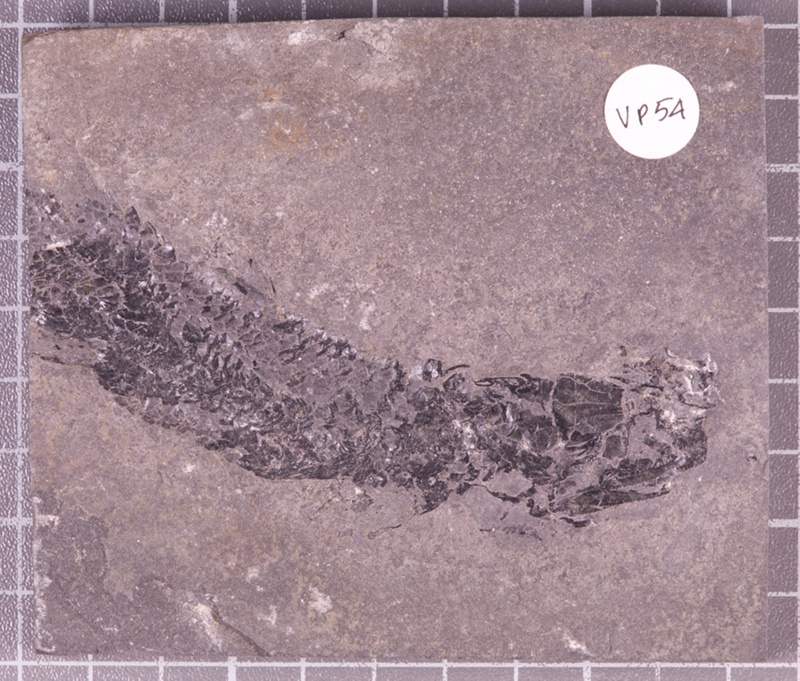 Fossil fish - Osteolepis macrolepidotus; Hill of Cruaday Quarry, Orkney ...