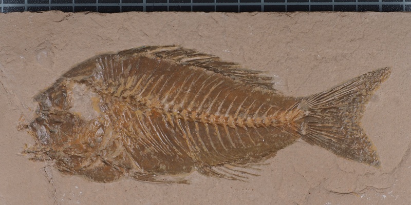 Fossil fish - Sparnodus micracanthus; Monte Bolca, Verona, Italy; CHS ...