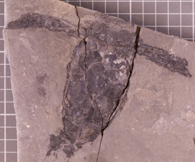 Fossil fish - Pterichthyodes milleri; Achanarras Quarry; CHS.2021.228 ...