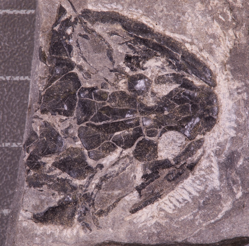 Fossil fish - Osteolepis macrolepidotus; Hill of Cruaday Quarry, Orkney ...