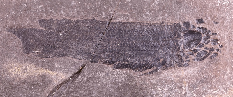 Fossil fish - Dipterus valenciennesi; Achanarras Quarry, Caithness; CHS ...