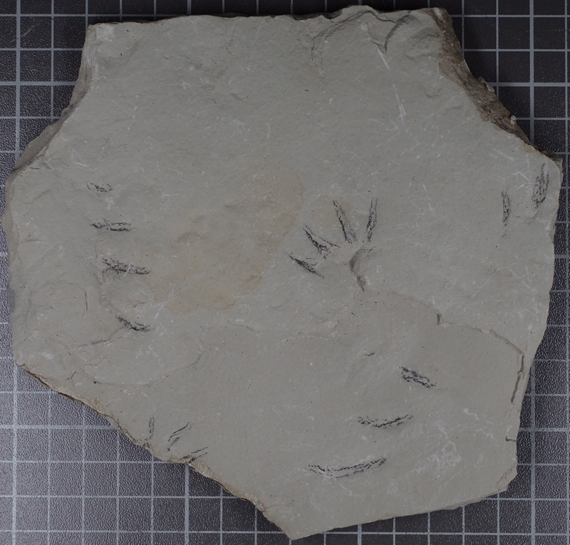 Fossil reptile trace - Rhynchosauroides peabodii; Winterswijk, Holland ...