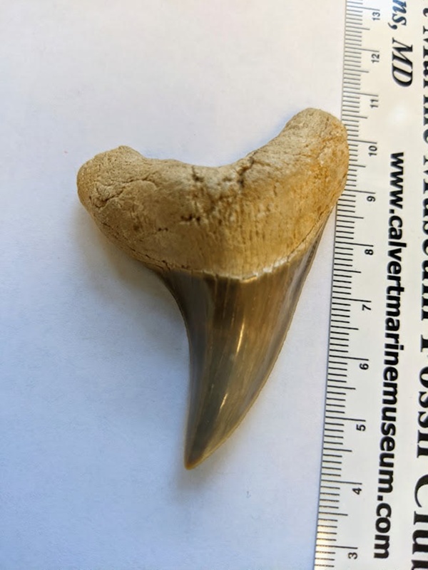 tooth; Parotodus benedeni; shark; South Carolina; 6061 | eHive