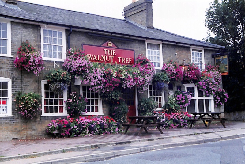 The Walnut Tree; unknown; SMKLHG235_491 | eHive