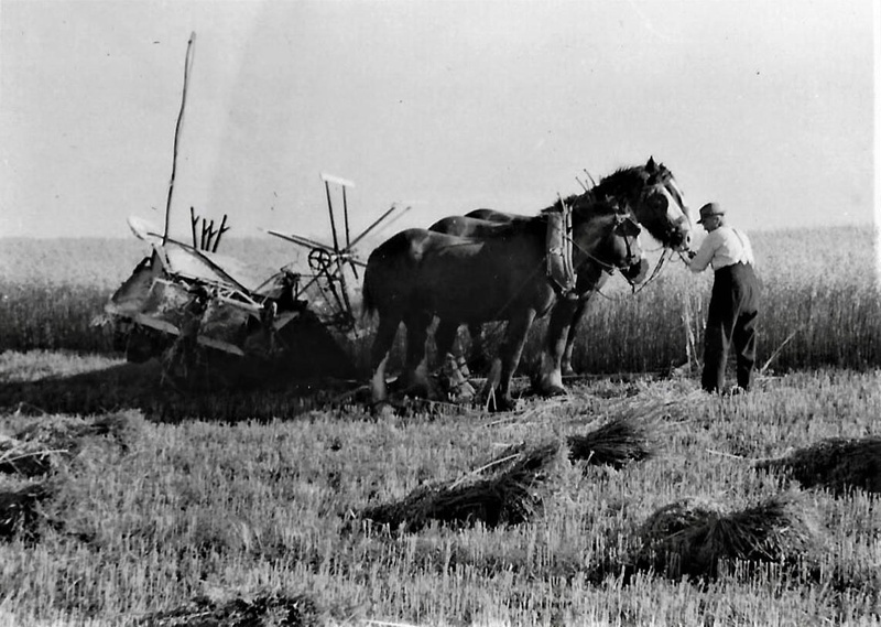 Eastern Bush, Ōrawia & Ōtautau District's - Moffat Farming History ...