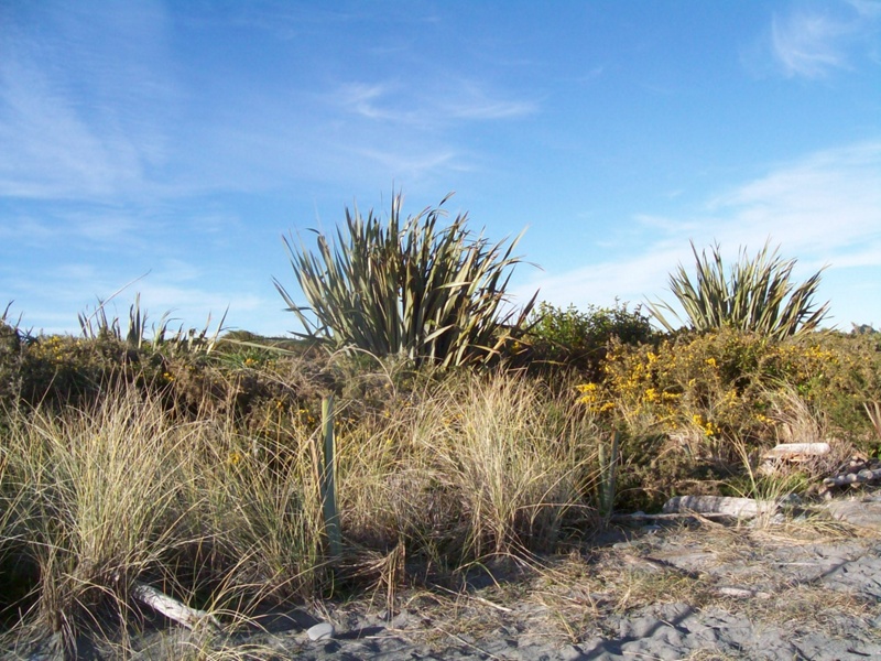 beach bushes; KWC-I-1316 | eHive