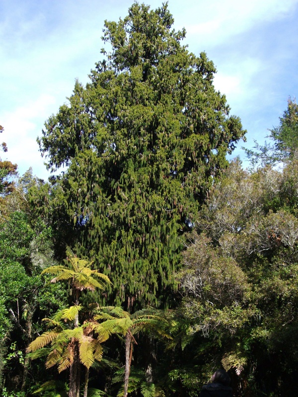Rimu Tree; KWC-I-1335 | eHive