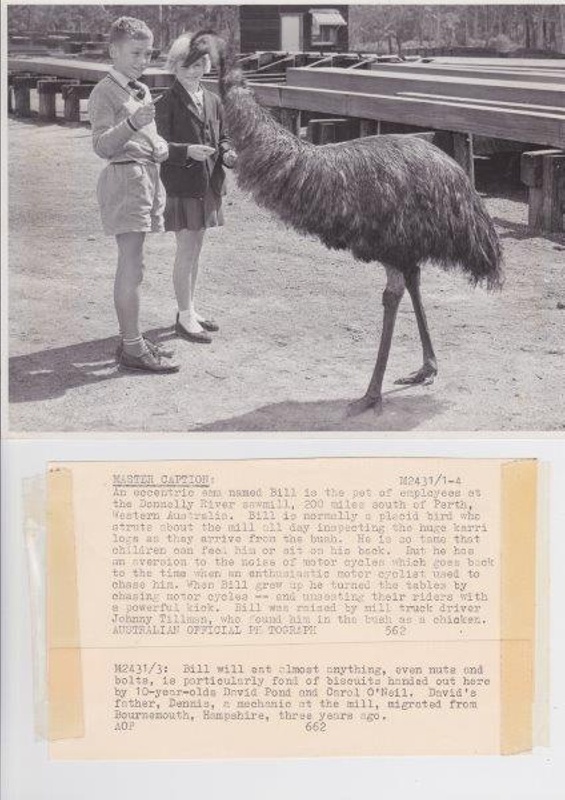 David Pond and Carol O'Neil and emu; 1960s; FODV250 | eHive