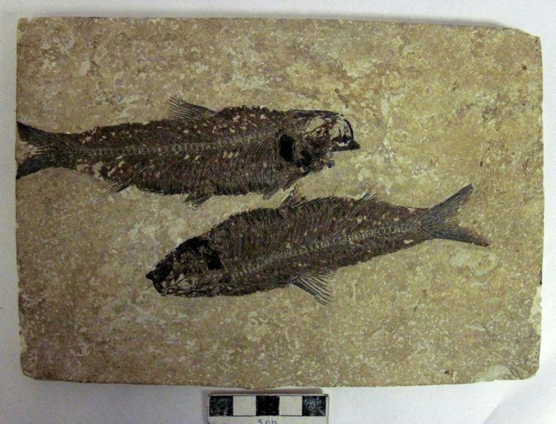 Knightia Fossil Fish ; Knightia eocaena; Green River Formation; GLAHM ...