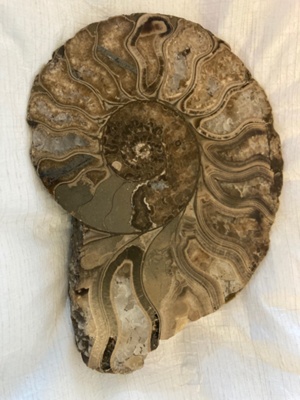 Ammonite section; Ammonoidea Subclass; Fossil; GLAHM:138366 | eHive
