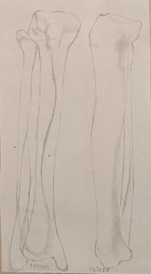 Study of Fibia and Fibula; Richards, Albert (1919-1945); c. 1937; BIKGM ...