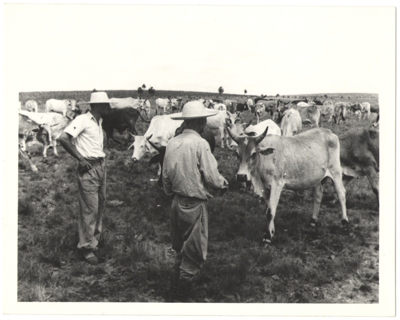 Scenes from Jewish agricultural colonies in Brazil that show the focus ...