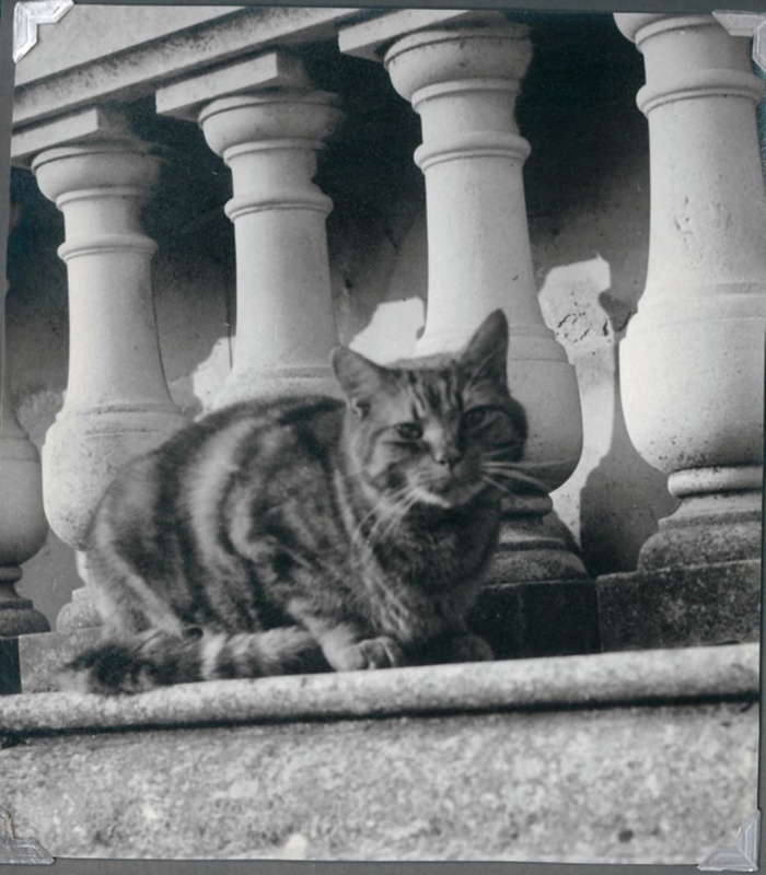 HCH 1953 George the Cat; 1953; 11056 | eHive