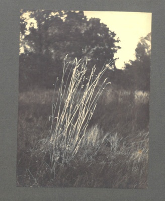 RSBH 1920s Grass ; 1920s; 56109 | eHive