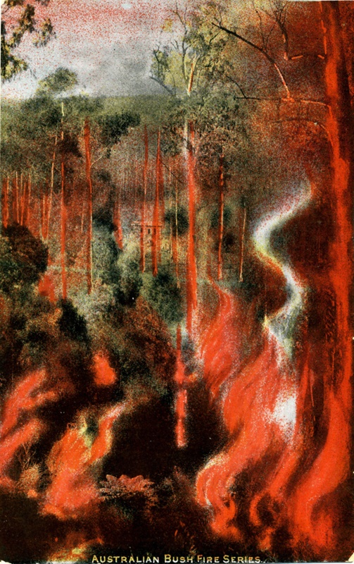 Australian Bush Fire Series Postcard; Oceanic Stamp & Post Card Company ...