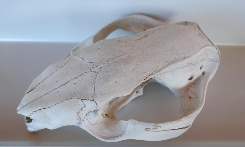 Wombat Skull; MELA_2022-048 | eHive