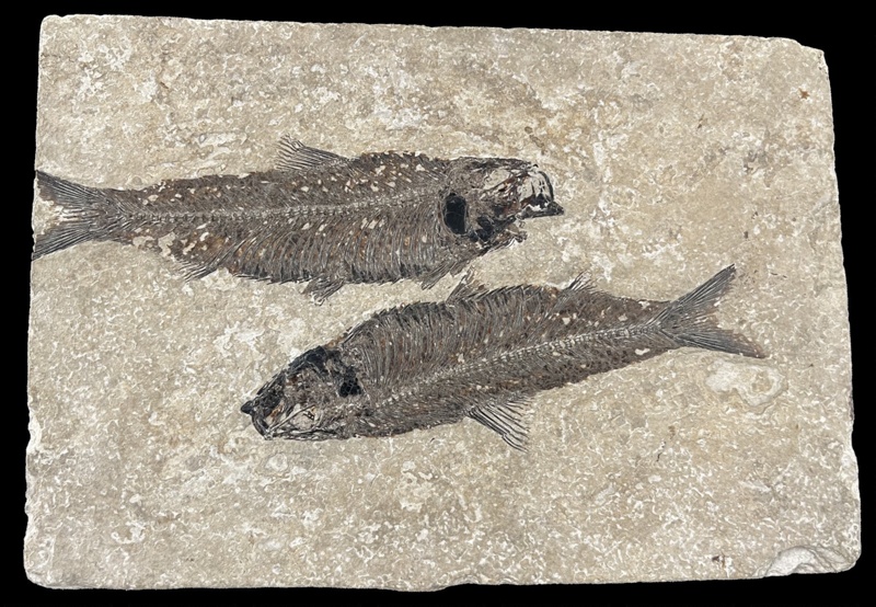 Fossil Fish; Life: Animalia: Chordata: Actinopterygii: Clubeiformes ...