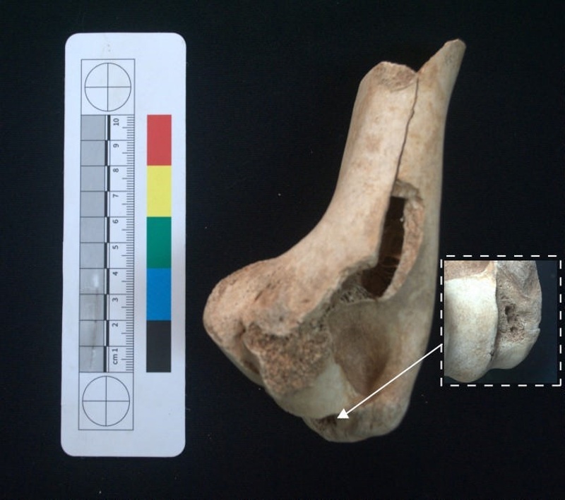 animal bone; humerus; 8 | eHive