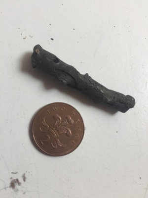 Pyritized Wood; Palaeontology; Walton on the Naze; WN20 | eHive