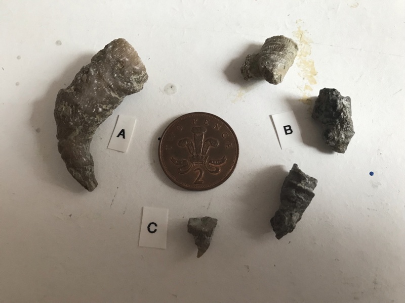 Rugose Coral; Palaeontology; WNT50 | eHive