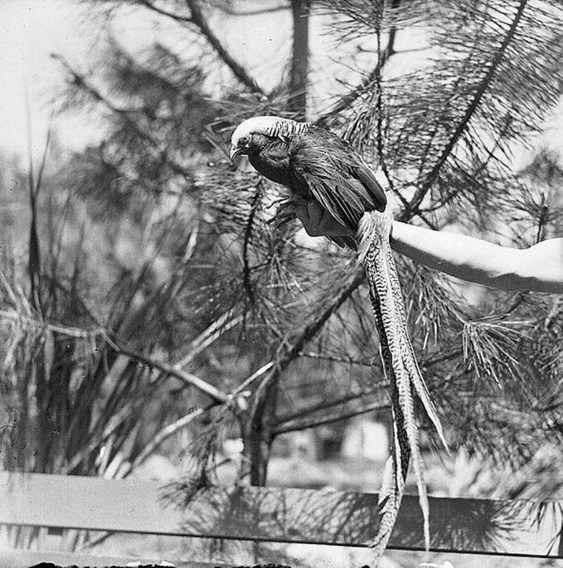 Central City. Golden Pheasant. Hays Drapery Store. Hay's Roof ...