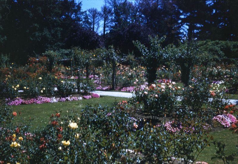Botanic Gardens. Rose Garden, Invercargill, Southland, New Zealand ...