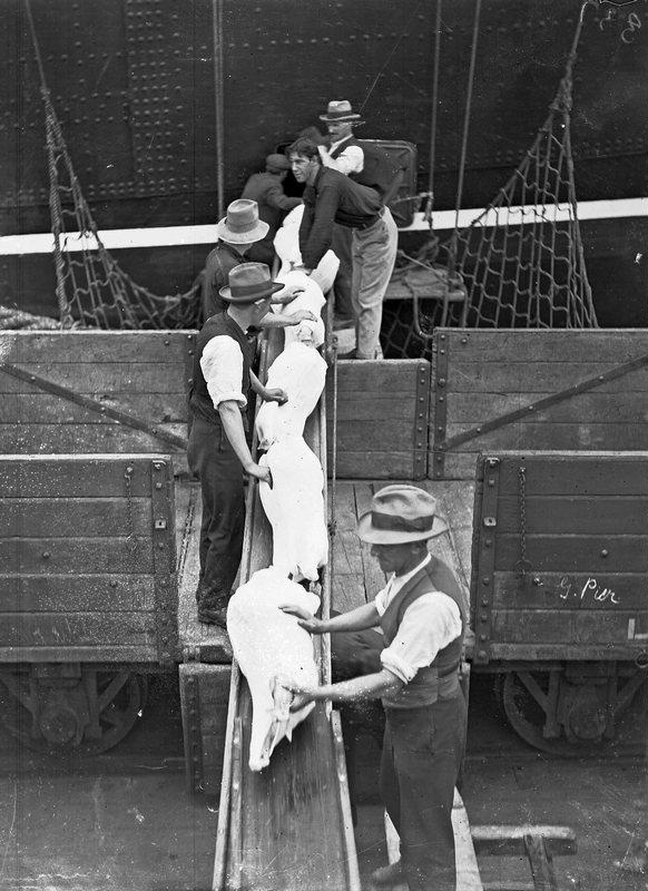 Unloading sheep carcases down a chute from a ship in the Port of ...
