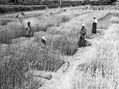 Wheat Harvest. Farm Workers in the Field. Stooks in the Background ...